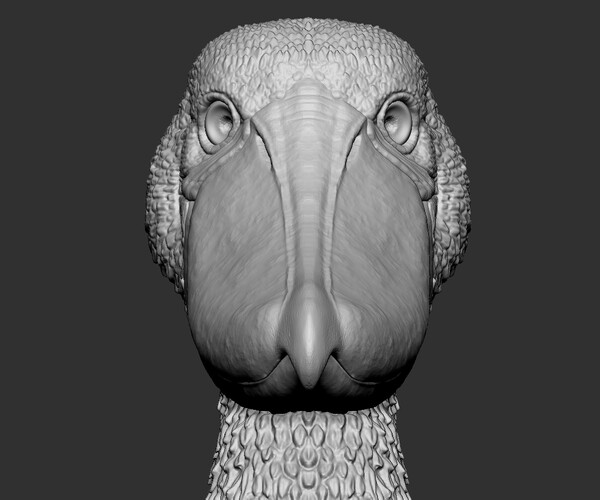 ArtStation - Shoebill | Resources