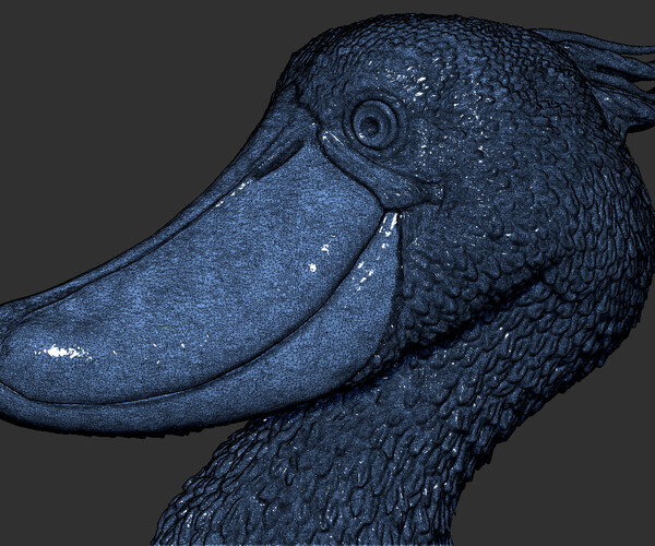 ArtStation - Shoebill | Resources
