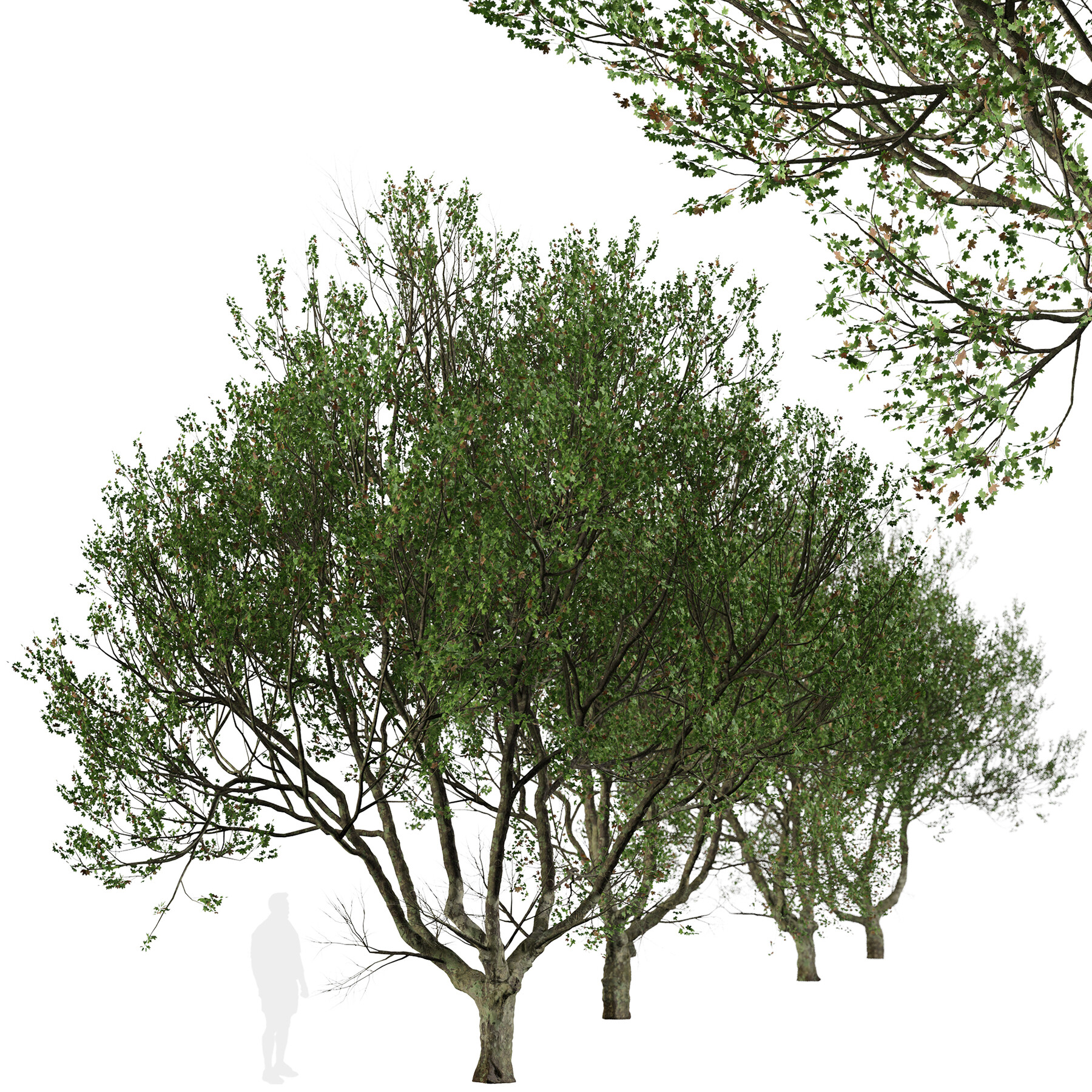 ArtStation - Set of London Plane Tree (Platanus acerifolia) (2 Trees ...