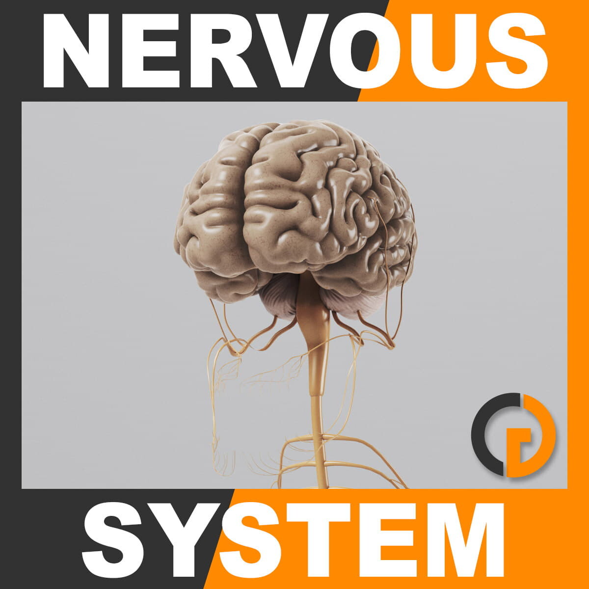 Nervous System Poster Project Discounted Sale | www.pinnaxis.com