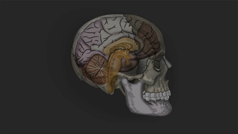 ArtStation - Brain | Medical illustration | Indexed | Artworks