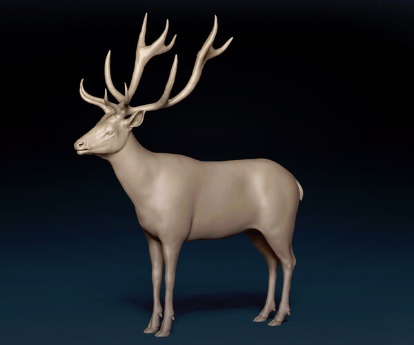 ArtStation - Red Deer Basemesh 3D model | Resources