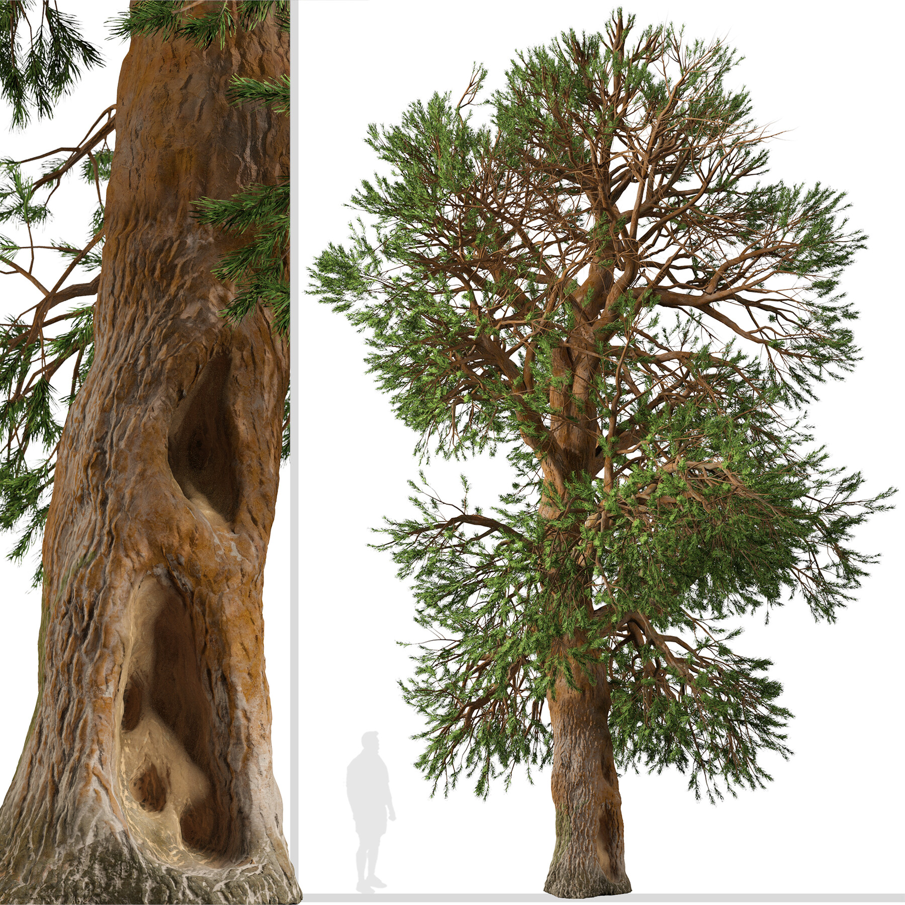 ArtStation - Set of Foxtail pine Tree (Pinus balfouriana) (2 Trees ...