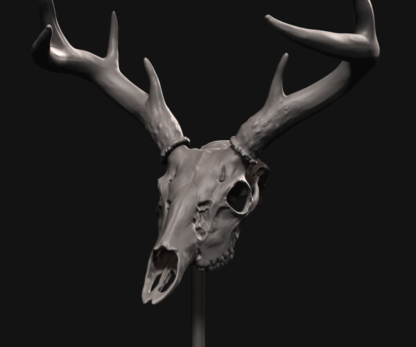 ArtStation - Deer skull with stand 3D print model | Resources