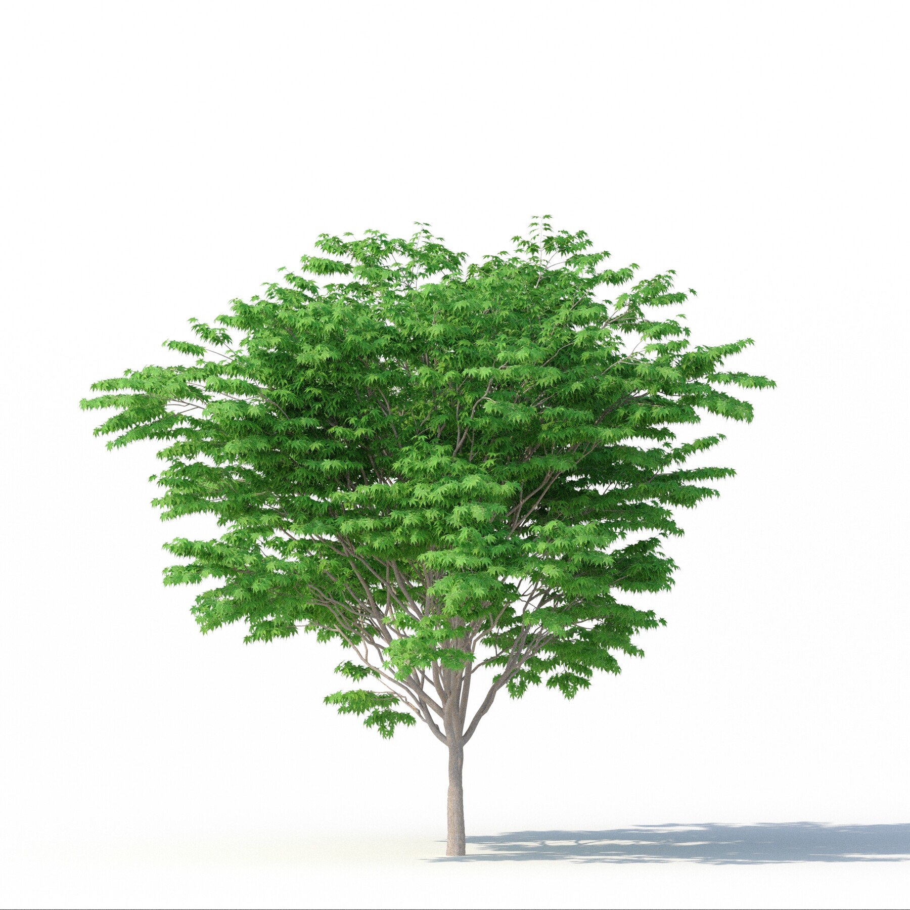 ArtStation - Tree - Acer Palmatum No 2 | Resources