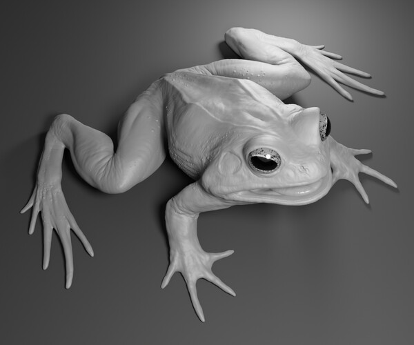 ArtStation - Frog basemesh | Resources