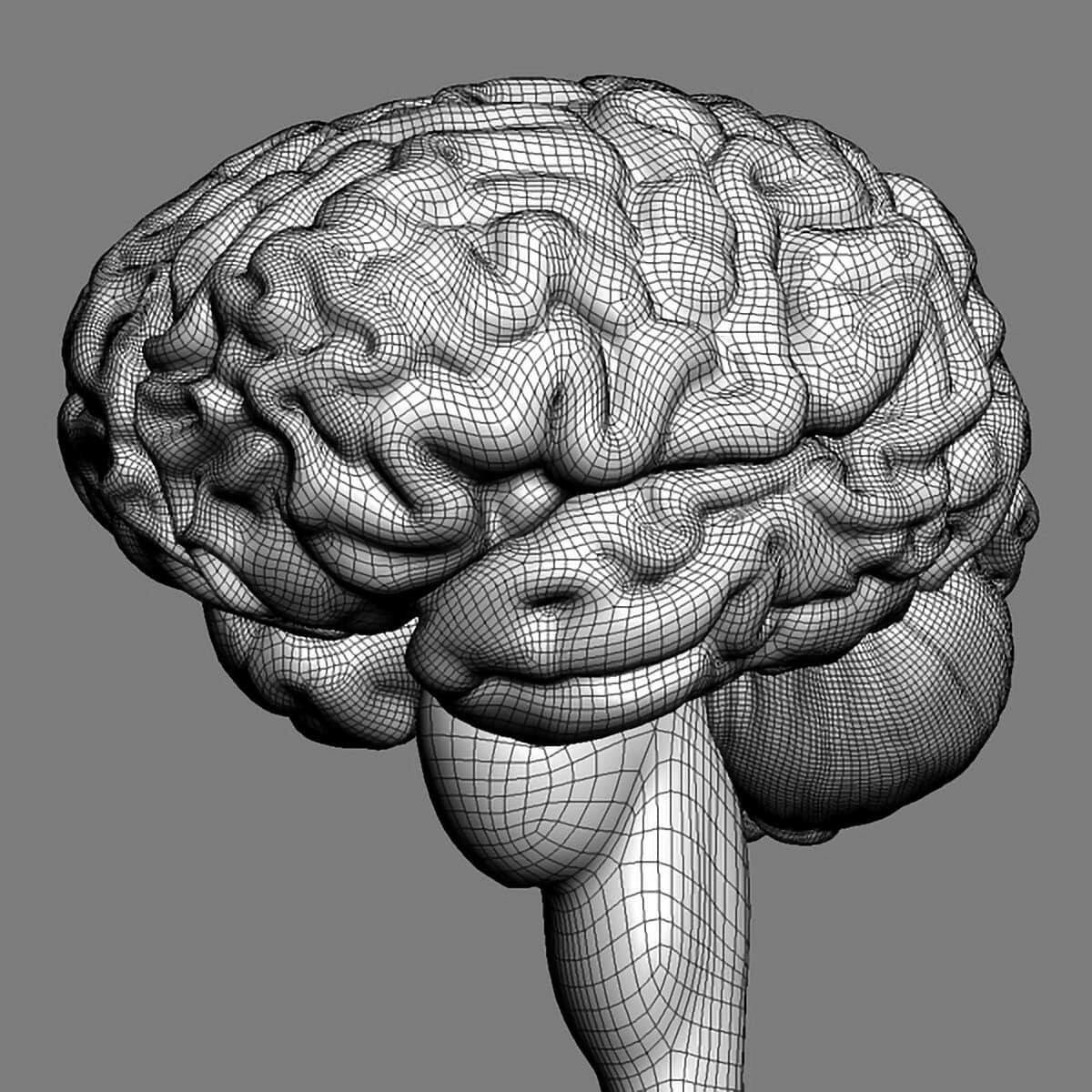 ArtStation - Human Brain 2.0 - Anatomy | Resources