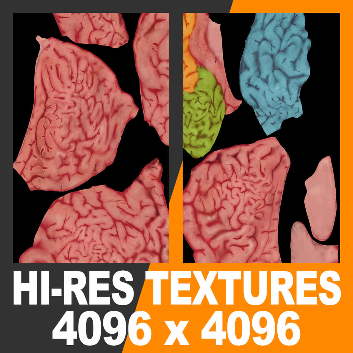 ArtStation - Human Brain 2.0 - Anatomy | Resources