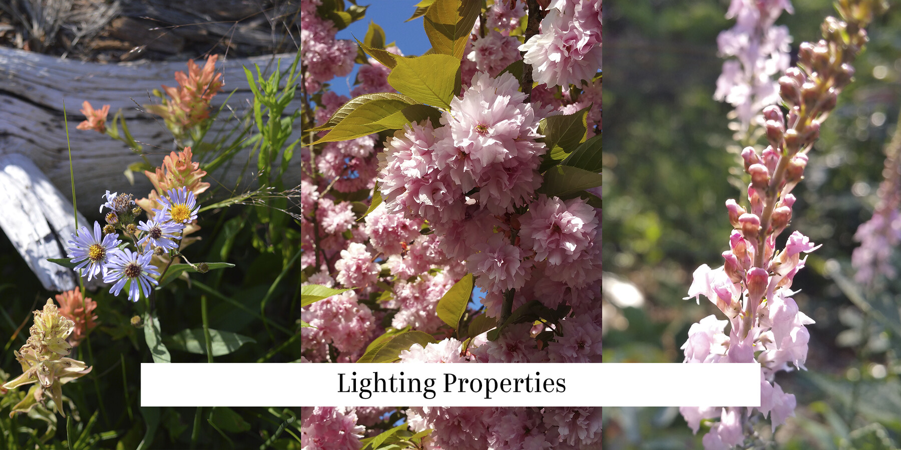 ArtStation - Flowers - Photo Reference Pack | Resources