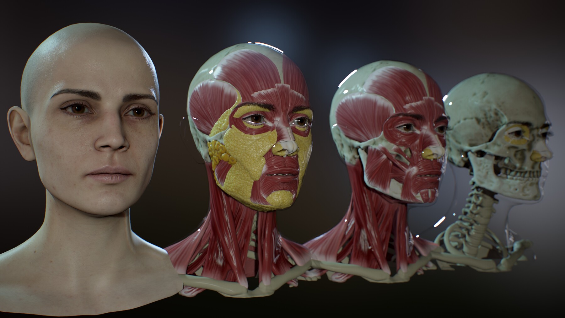 Georgian Avasilcutei - Highly detailed female head base mesh and écorché