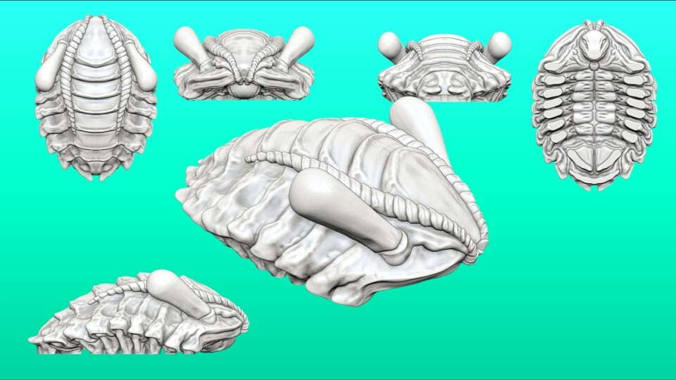 ArtStation - Trilobite for 3d Print | Game Assets