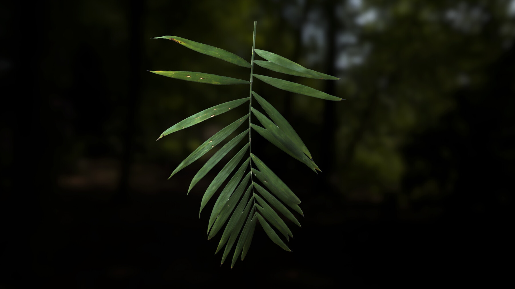 ArtStation - Leaf Pack- PBR Texture with Alpha Map - Vol.1 | Resources