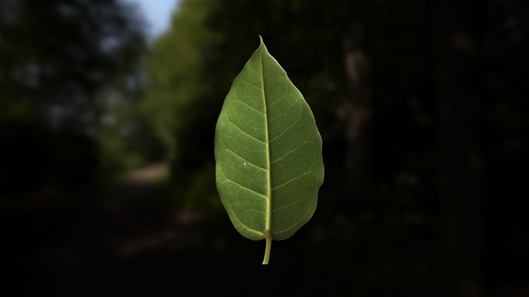 ArtStation - Leaf Pack- PBR Texture with Alpha Map - Vol.1 | Resources