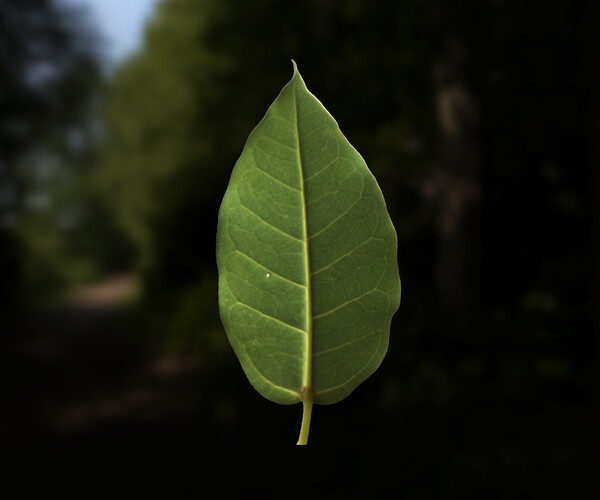 ArtStation - Leaf Pack- PBR Texture with Alpha Map - Vol.1 | Resources