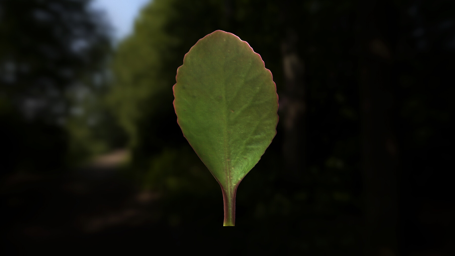 ArtStation - Leaf Pack- PBR Texture with Alpha Map - Vol.1 | Resources