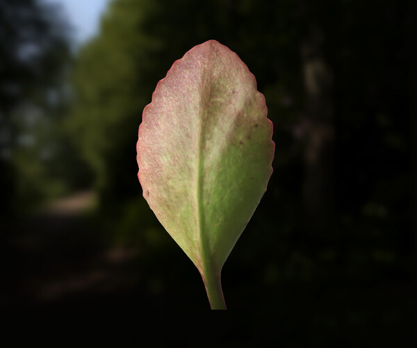 ArtStation - Leaf Pack- PBR Texture with Alpha Map - Vol.1 | Resources