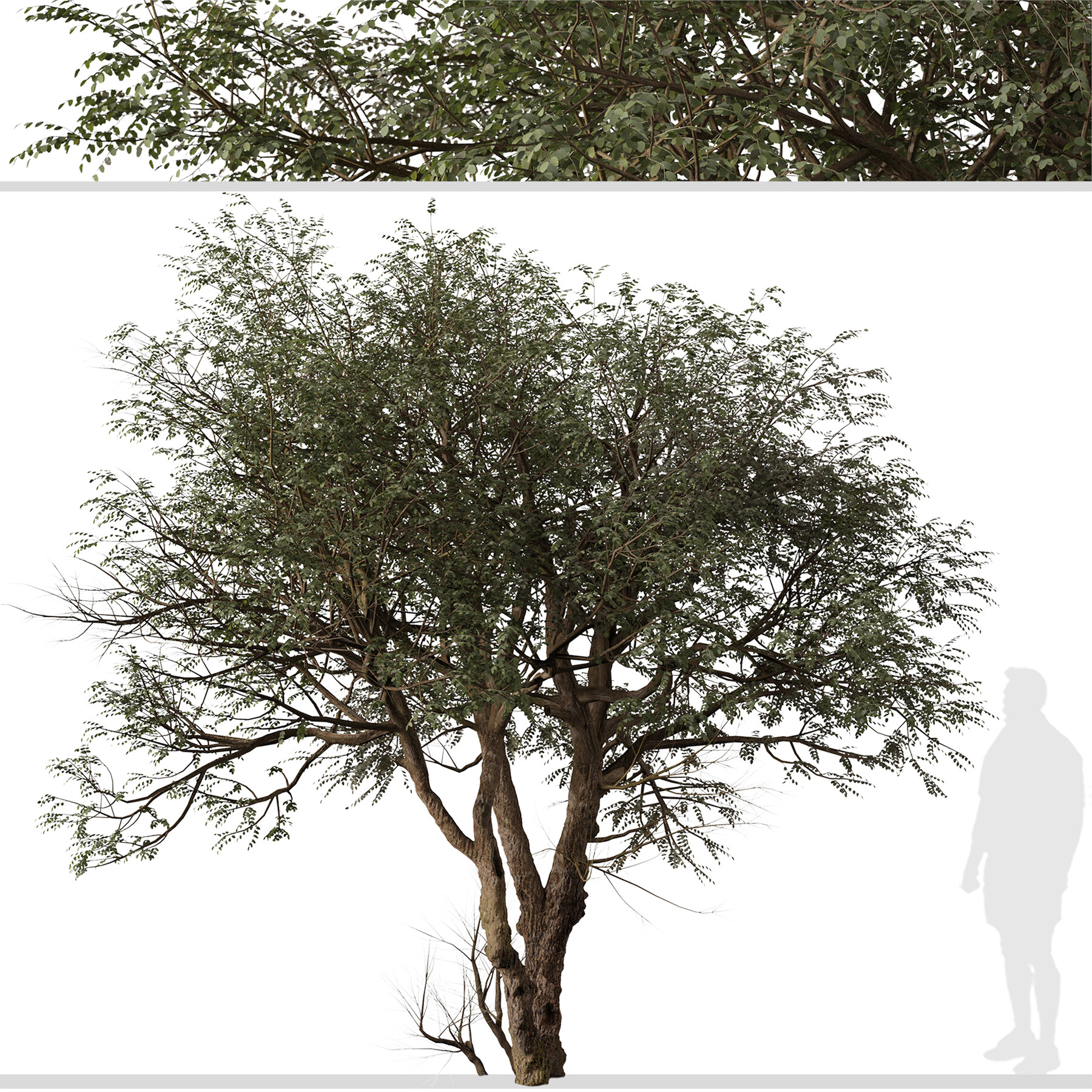 ArtStation - Set of Ghaf Tree (Prosopis cineraria) (2 Trees) | Resources