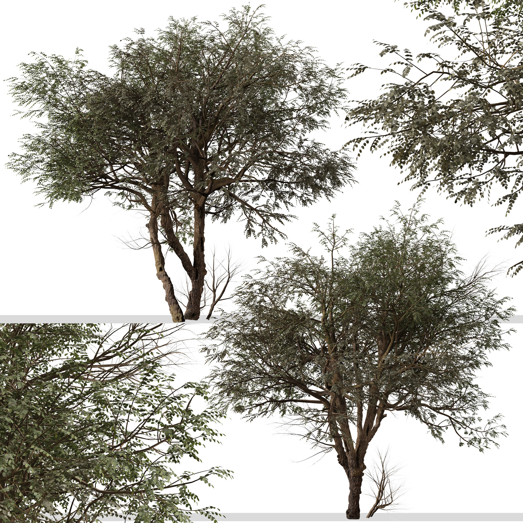 ArtStation - Set of Ghaf Tree (Prosopis cineraria) (2 Trees) | Resources