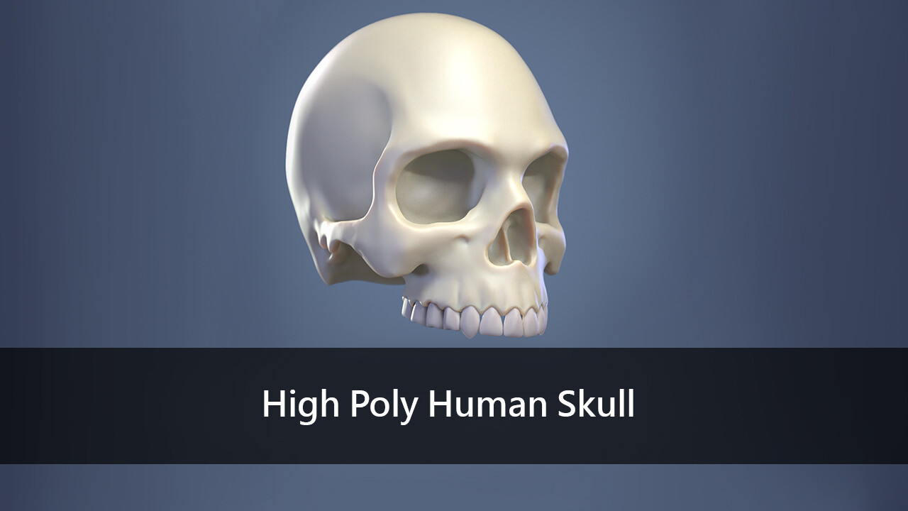 ArtStation - High Poly Human Skull | Resources
