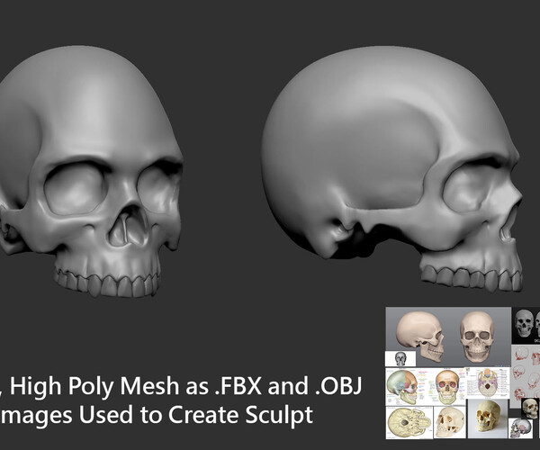 ArtStation - High Poly Human Skull | Resources