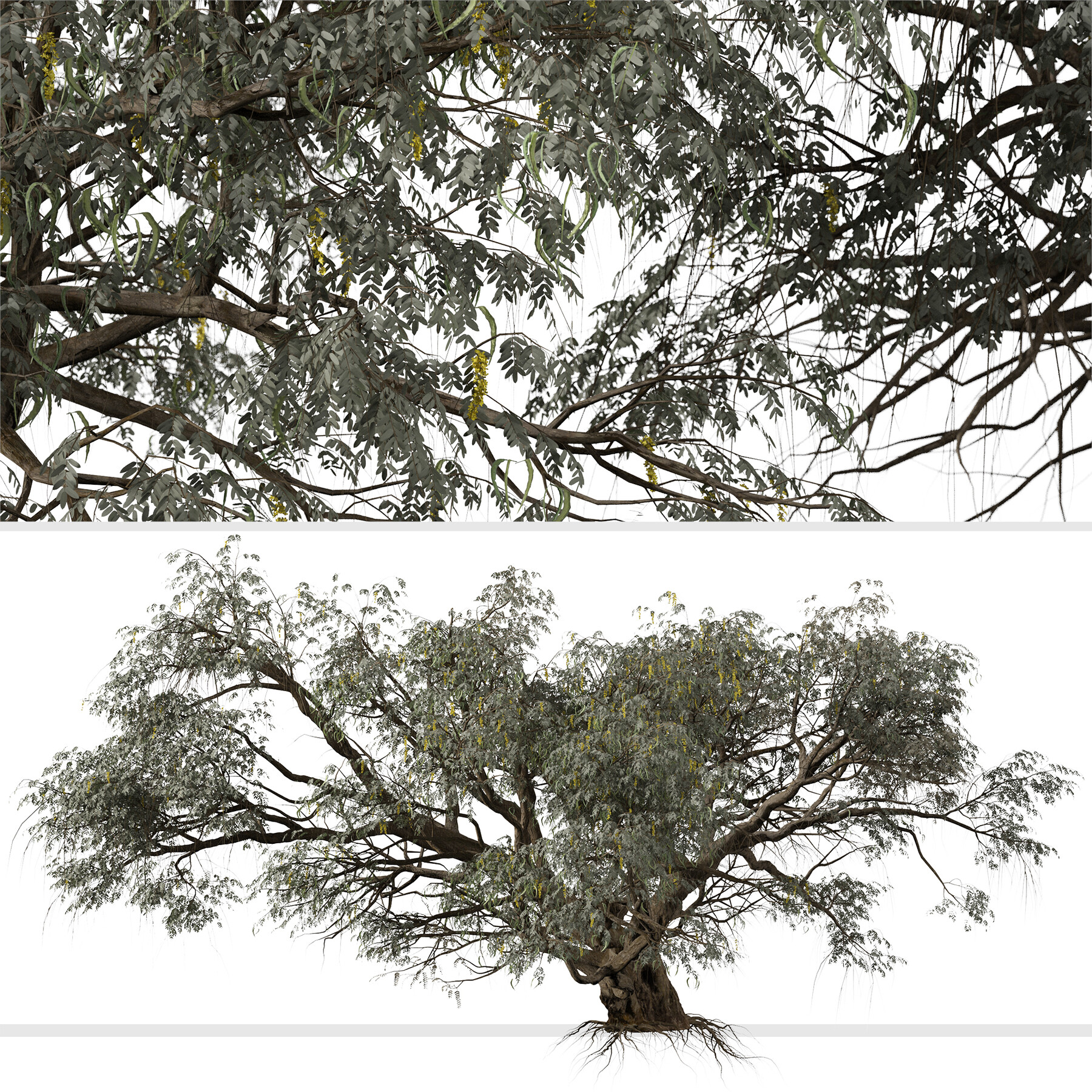 ArtStation - Set of Ghaf Tree ( Jand ) (2 Trees) | Resources
