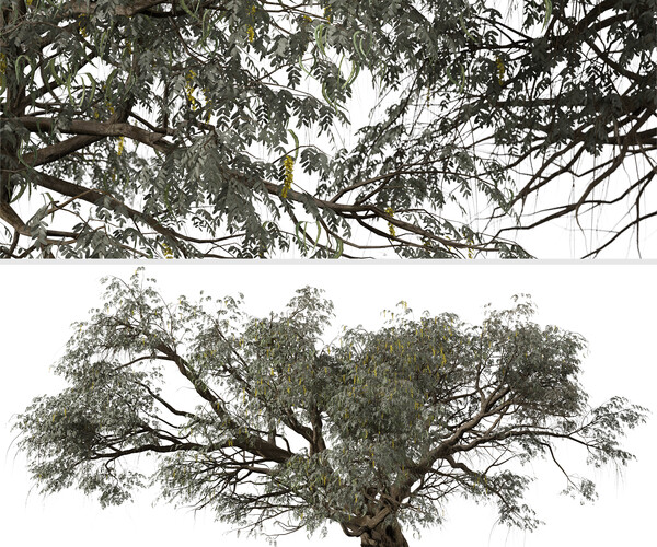 ArtStation - Set of Ghaf Tree ( Jand ) (2 Trees) | Resources