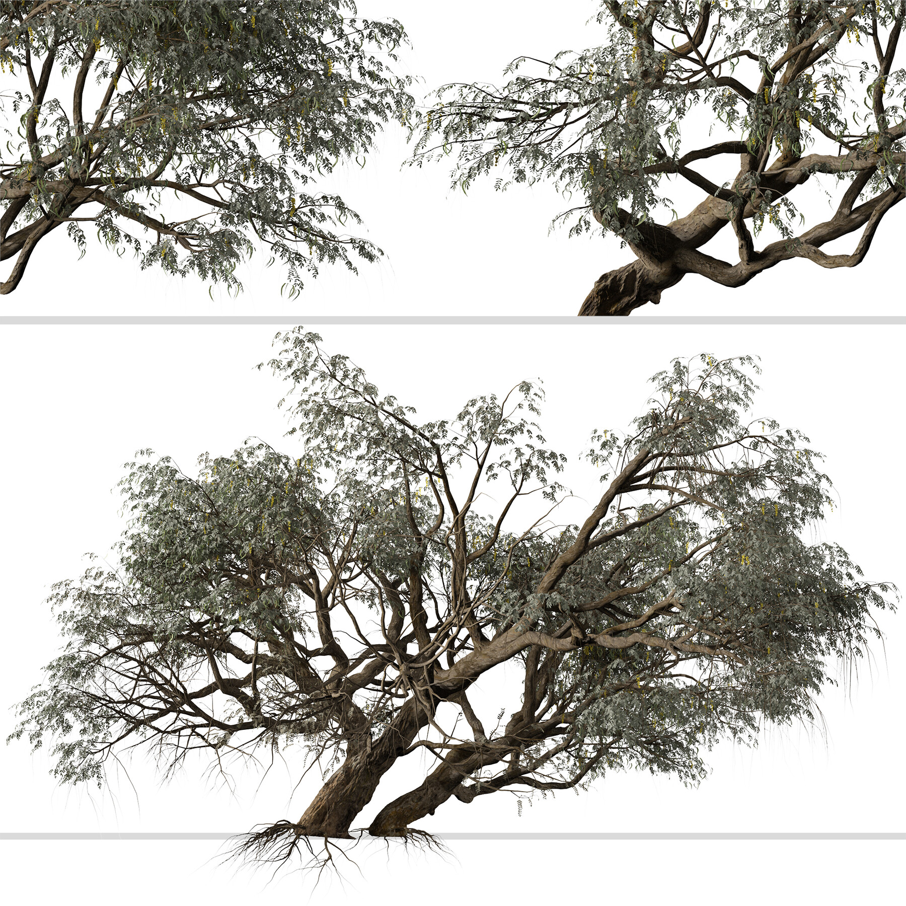 ArtStation - Set of Ghaf Tree ( Jand ) (2 Trees) | Resources