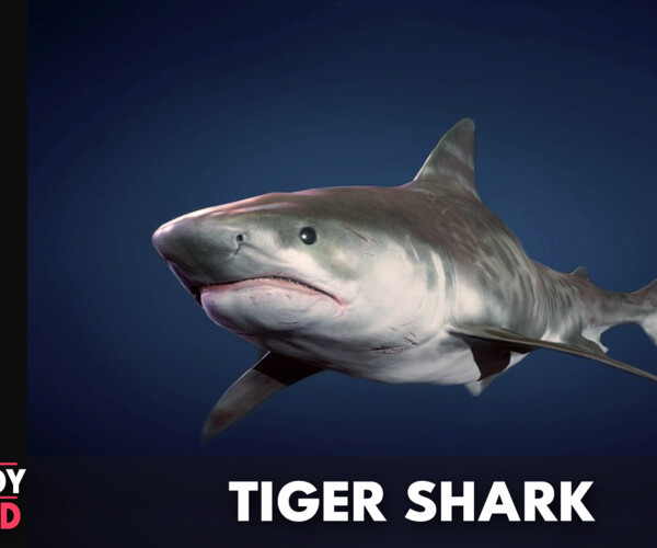 ArtStation - Tiger Shark - Game Ready | Game Assets