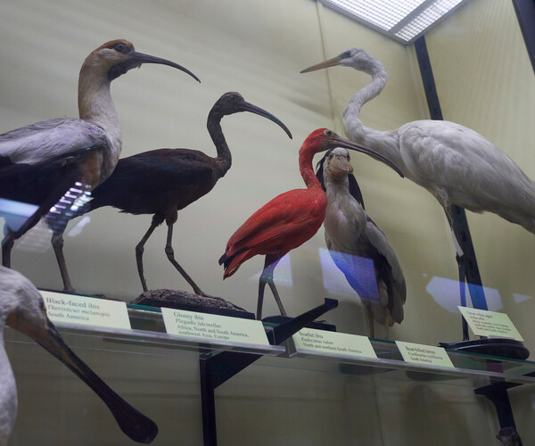 ArtStation - Natural History Museum - Birds | Resources