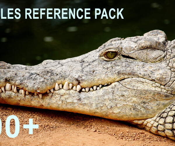 ArtStation - 600+ Reptiles - Pack References | Resources