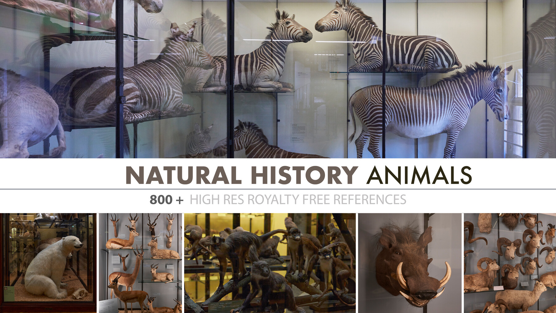 ArtStation - Natural History Museum - Land Animals | Resources