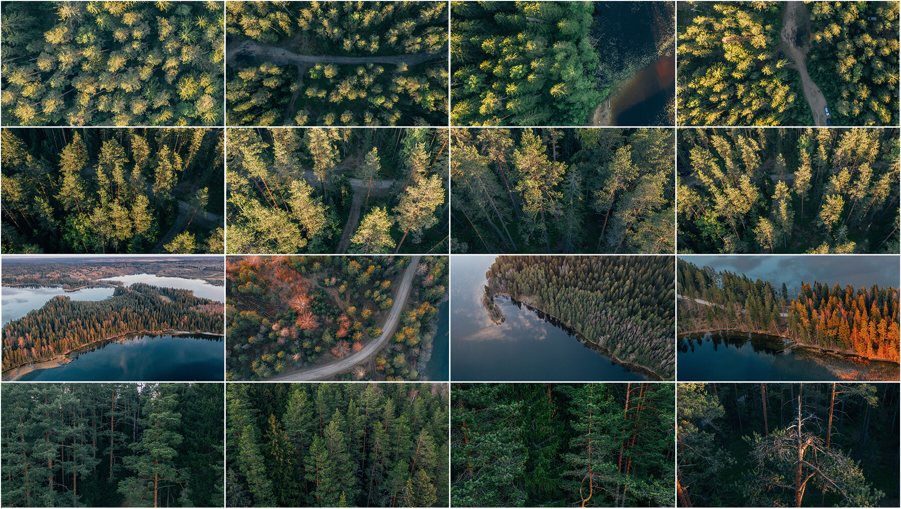 ArtStation - 1000+ Forest Reference Pictures | Resources