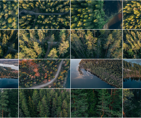 ArtStation - 1000+ Forest Reference Pictures | Resources