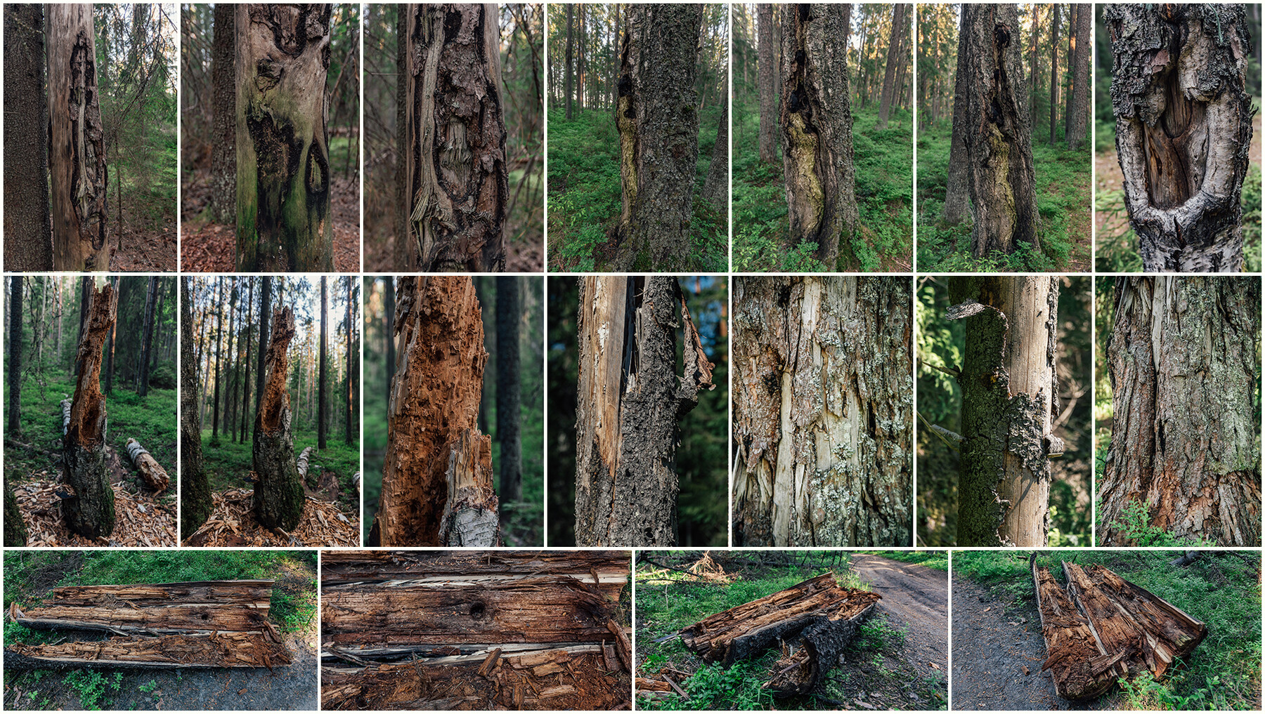 Grafit Studio - 1000+ Forest Reference Pictures