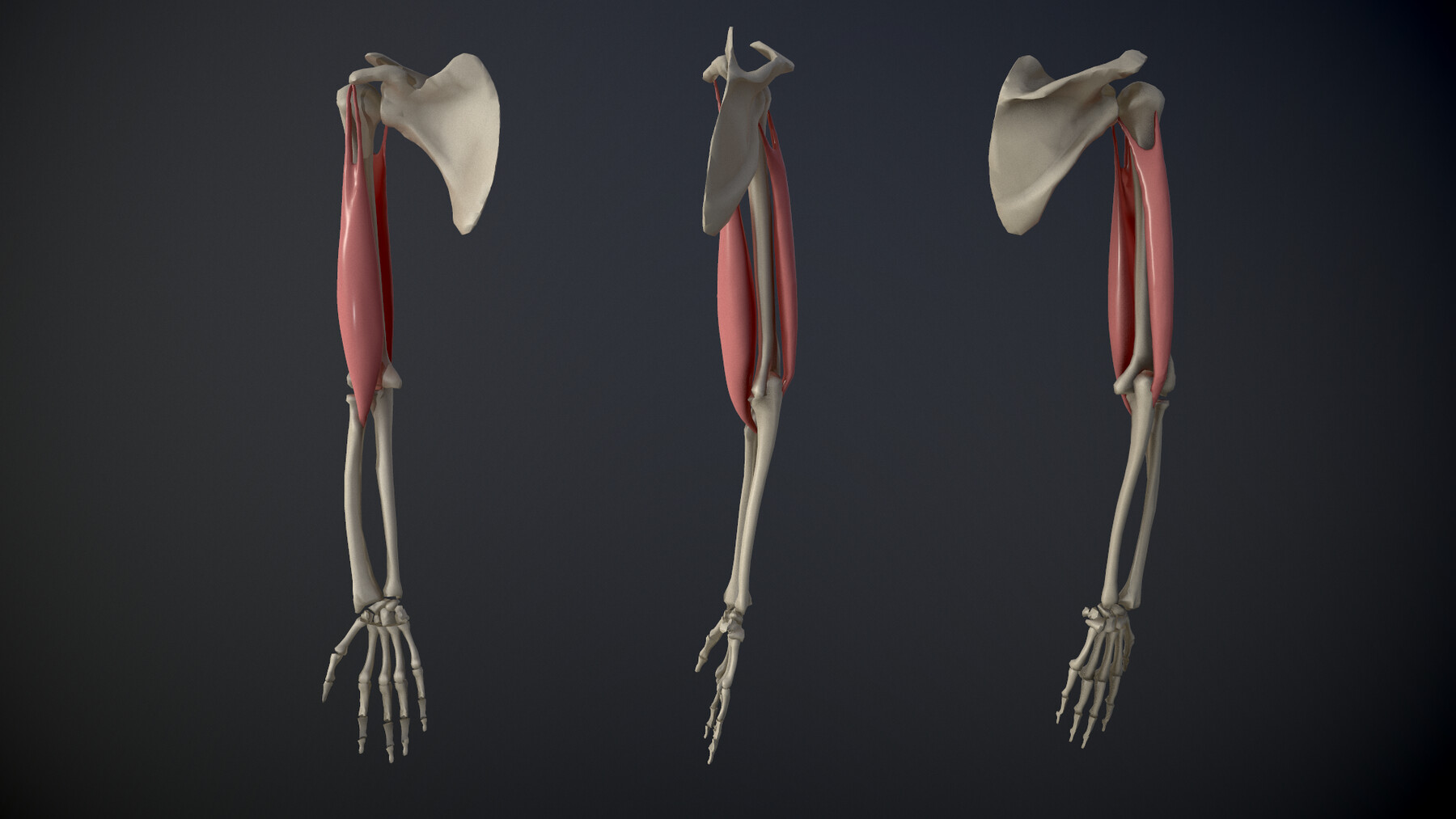 ArtStation - Arm Muscles Contraction and Relaxation | Resources