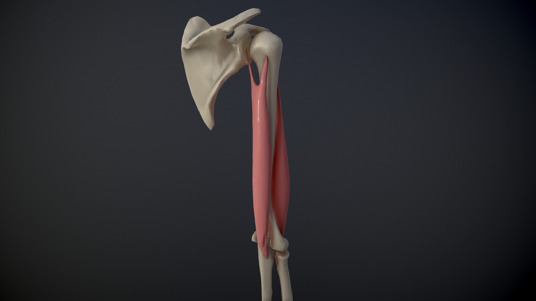 ArtStation - Arm Muscles Contraction and Relaxation | Resources
