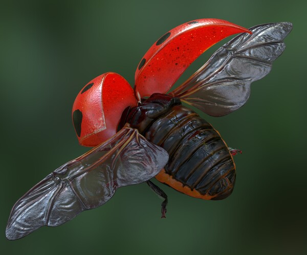 ArtStation - Hyper Realistic Ladybug Rig | Resources