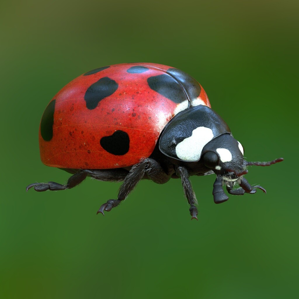 ArtStation - Hyper Realistic Ladybug Rig | Resources