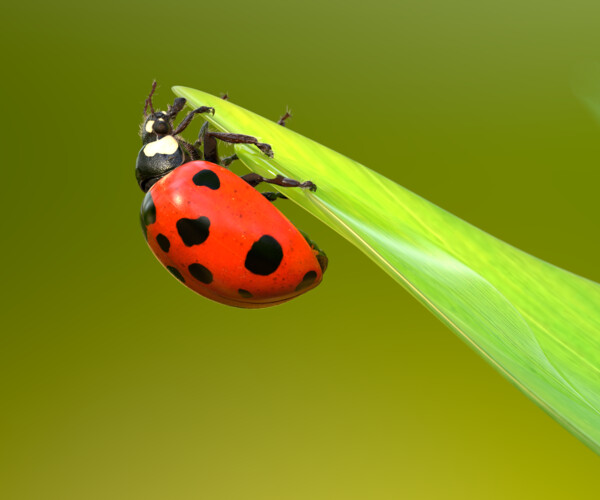 ArtStation - Hyper Realistic Ladybug Rig | Resources