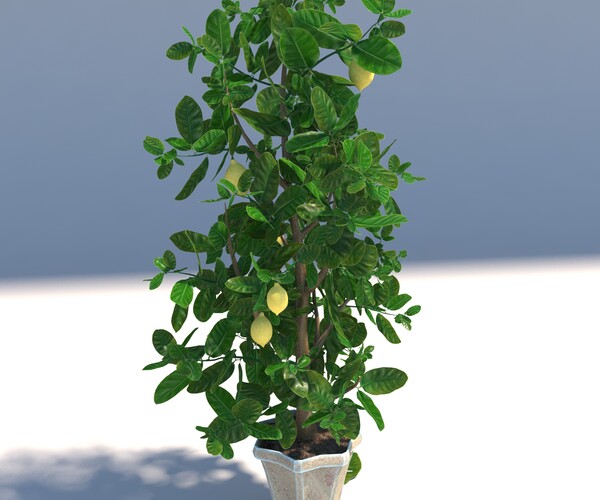 ArtStation - lemon tree | Game Assets