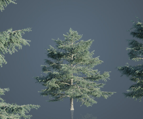 ArtStation - Deodar Cedar Trees | Game Assets