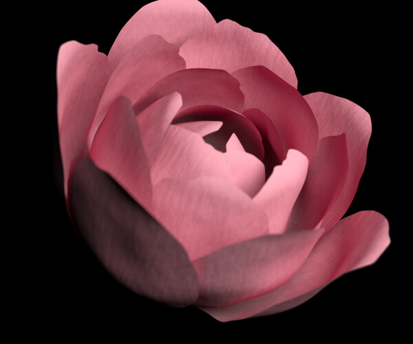 ArtStation - 5 Animated Blooming Flowers | Resources