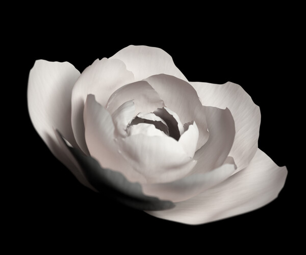 ArtStation - 5 Animated Blooming Flowers | Resources