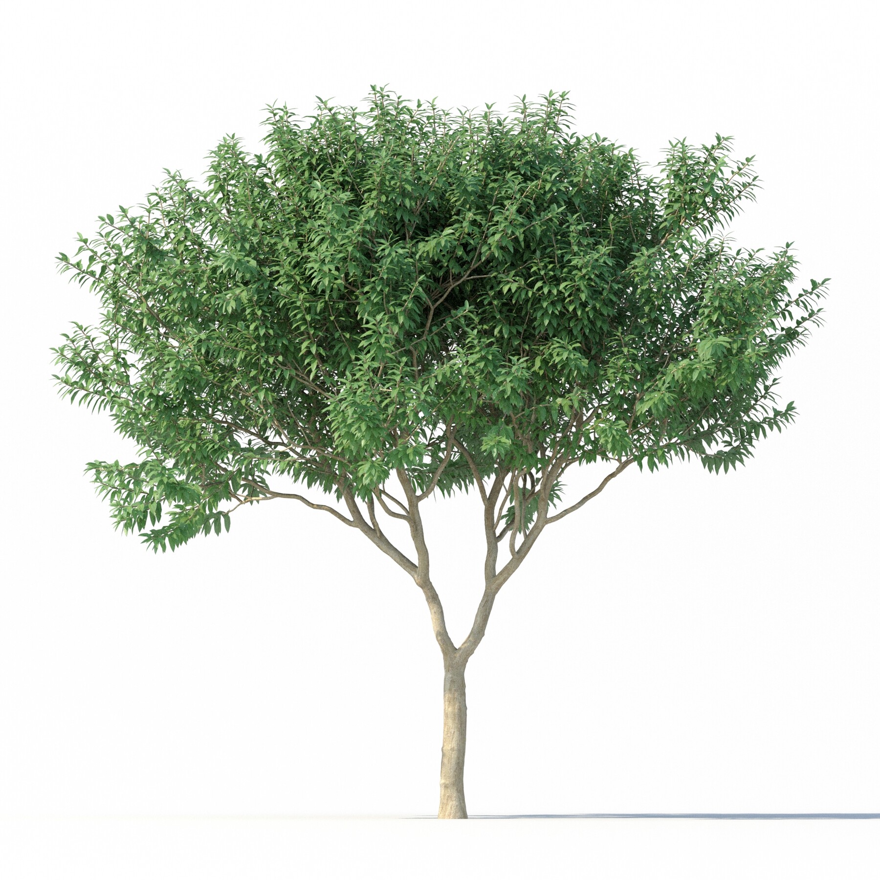 ArtStation - TRee-Crape myrtle No 1 | Resources