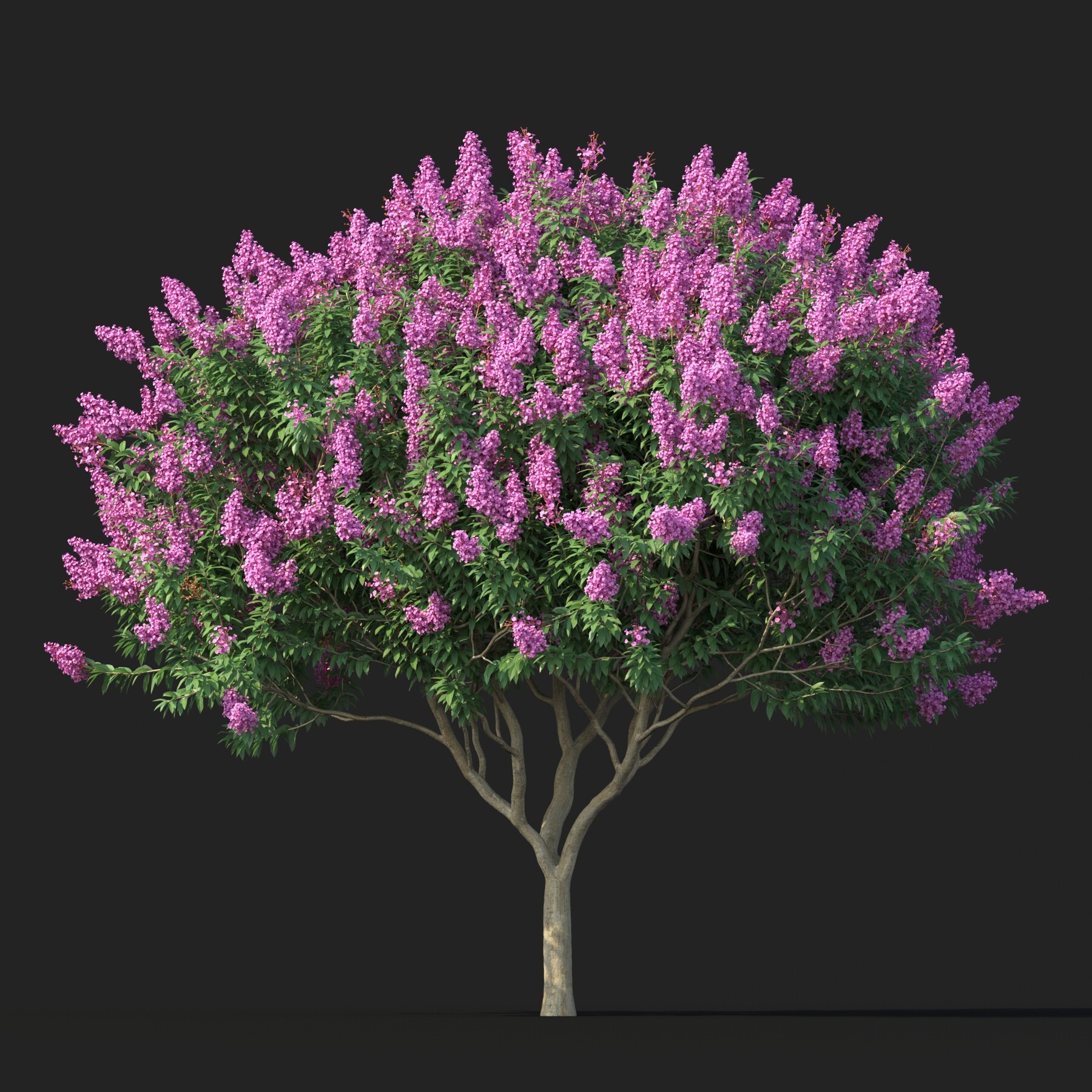 ArtStation - Tree-Crape myrtle No 2 with flowers | Resources