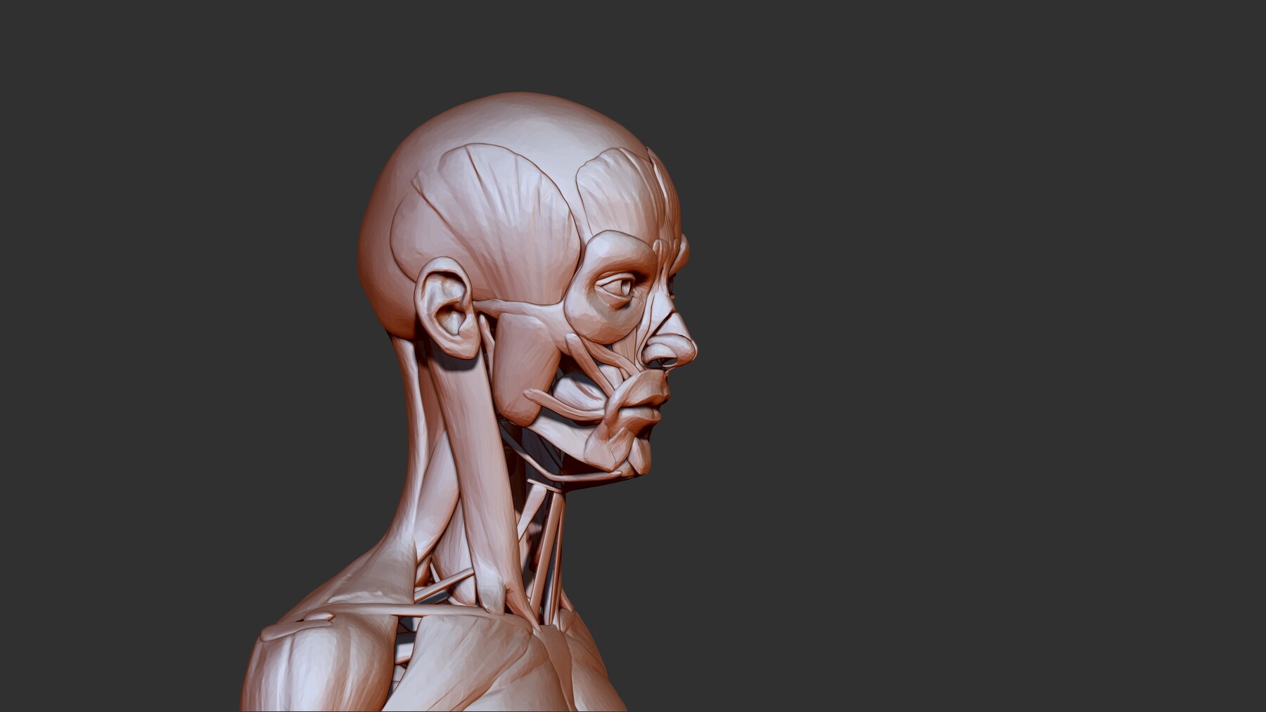 ArtStation - Female anatomy 3d print model | Resources