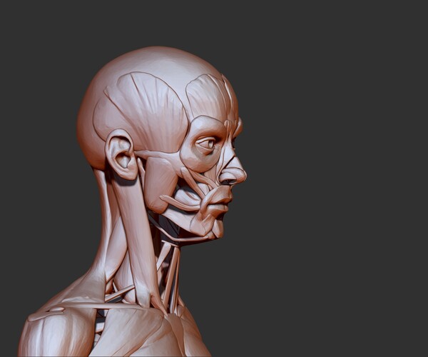 ArtStation - Female anatomy 3d print model | Resources