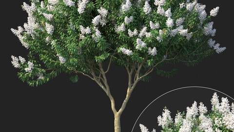 ArtStation - Tree Crape myrtle No 1 with flowers | Resources