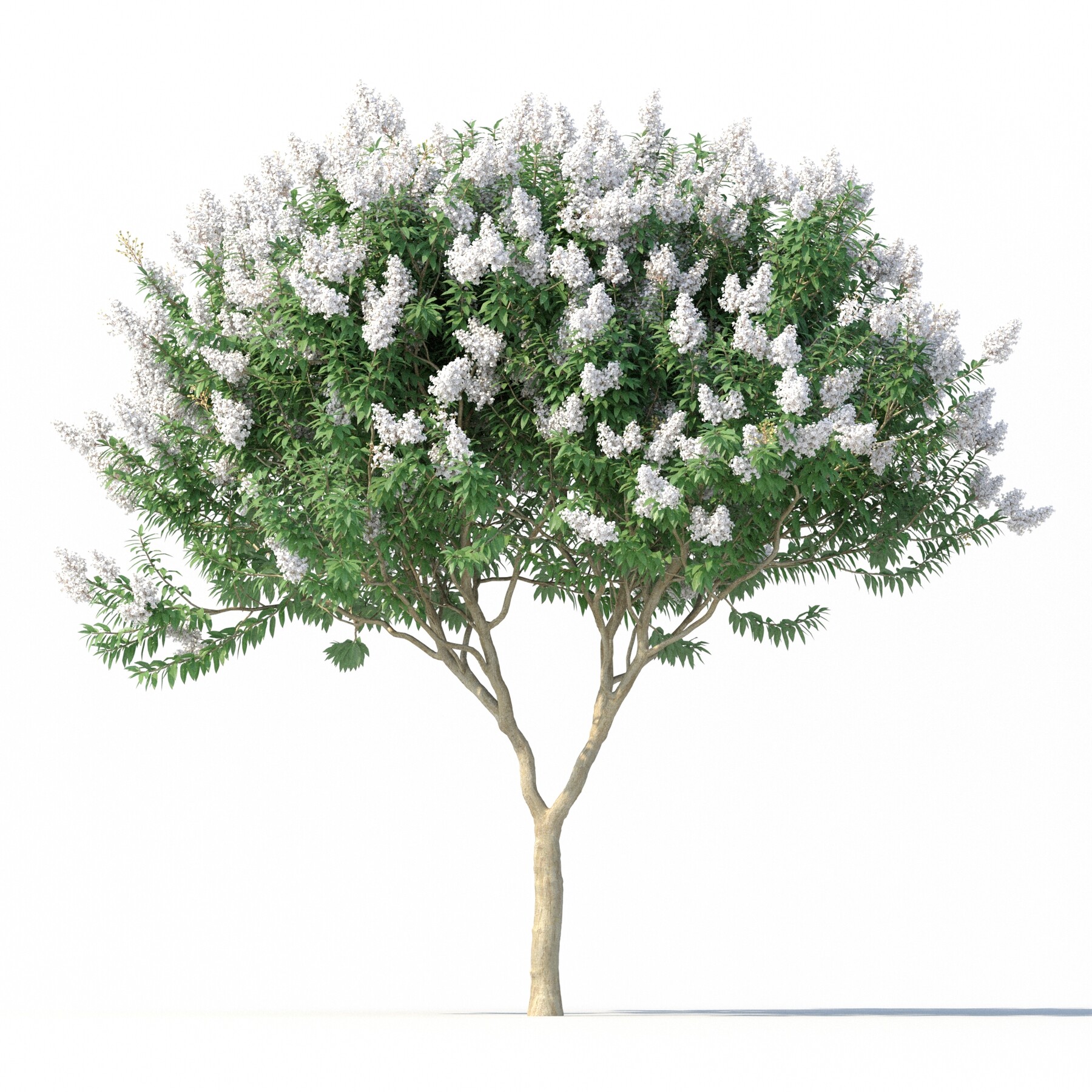 ArtStation - Tree-Crape myrtle with white flowers | Resources