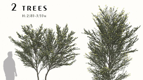 ArtStation - Set of Acacia podalyriifolia Trees (Pearl Acacia) (2 Trees ...